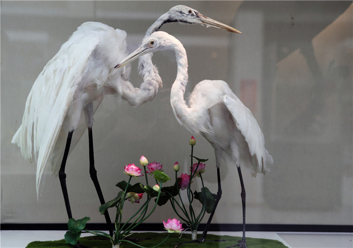Exhibition unveils secret of migratory birds| Until March 24_What’s On ...