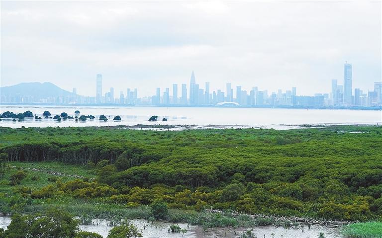 Shenzhen nurtures 35,000 hectares of wetlands: report_Latest News ...