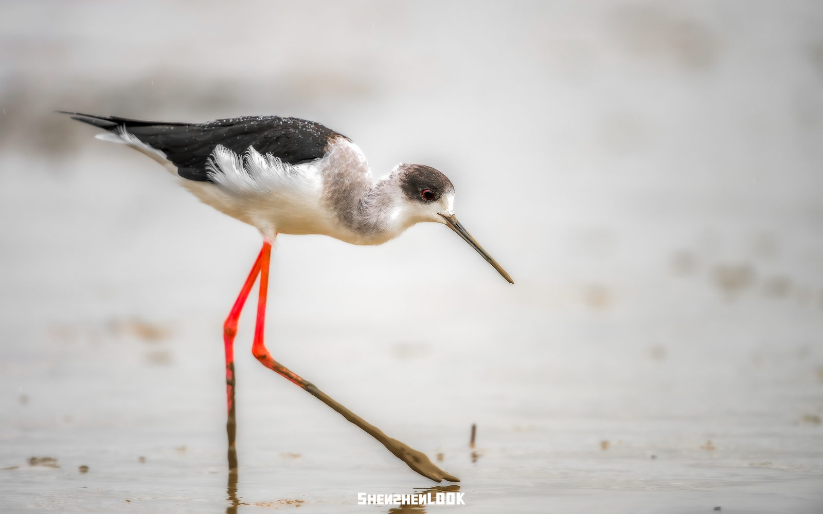 Birdwatching Guide | Exploring "bird paradises" in Guangdong_Photos ...